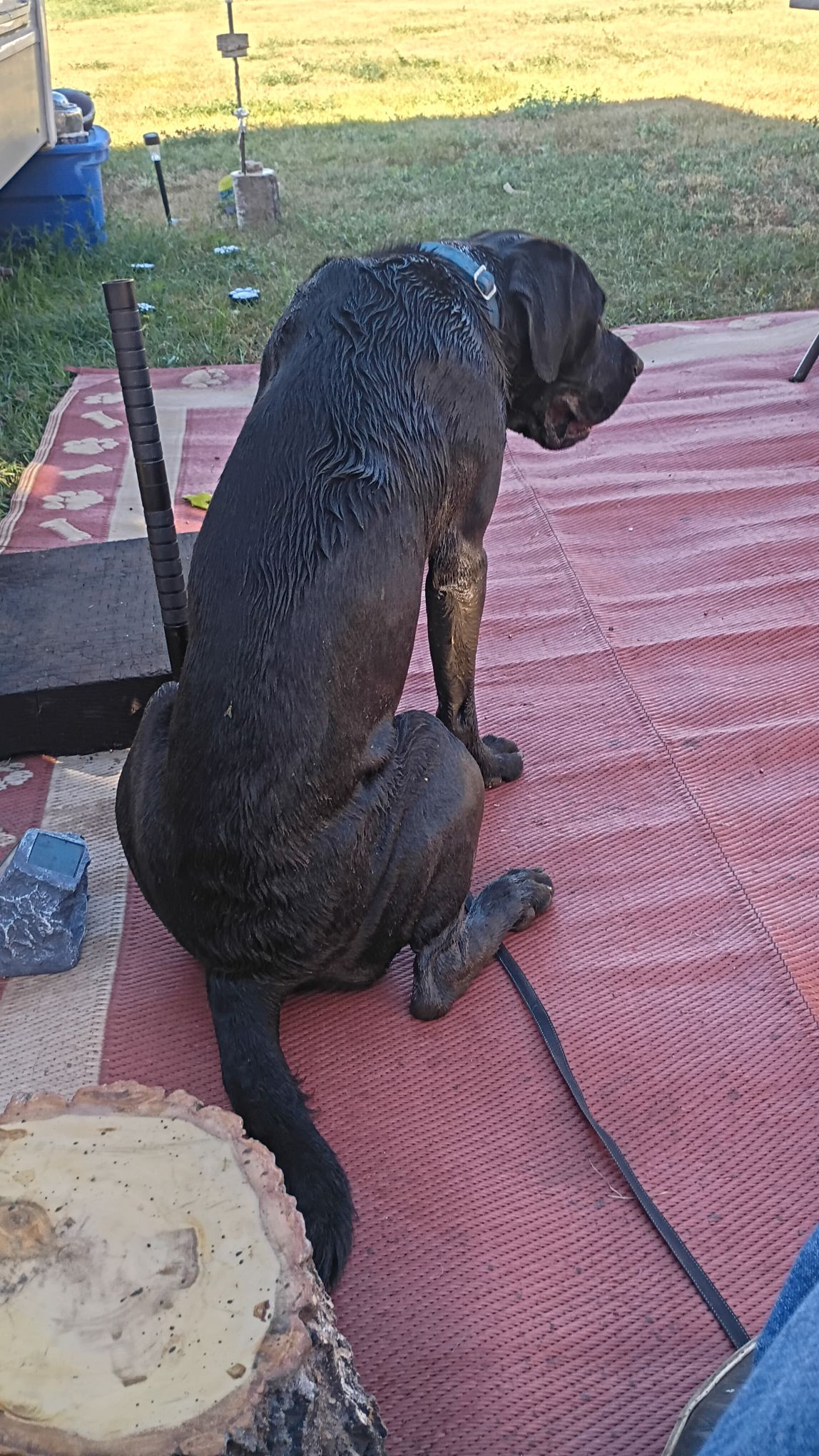 Buddy’s Journey: From Fearful Steps to Confident Strides – Rags AND ...