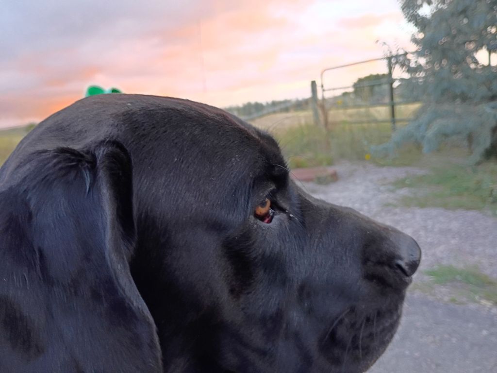 Buddy’s Journey: From Fearful Steps to Confident Strides – Rags AND ...